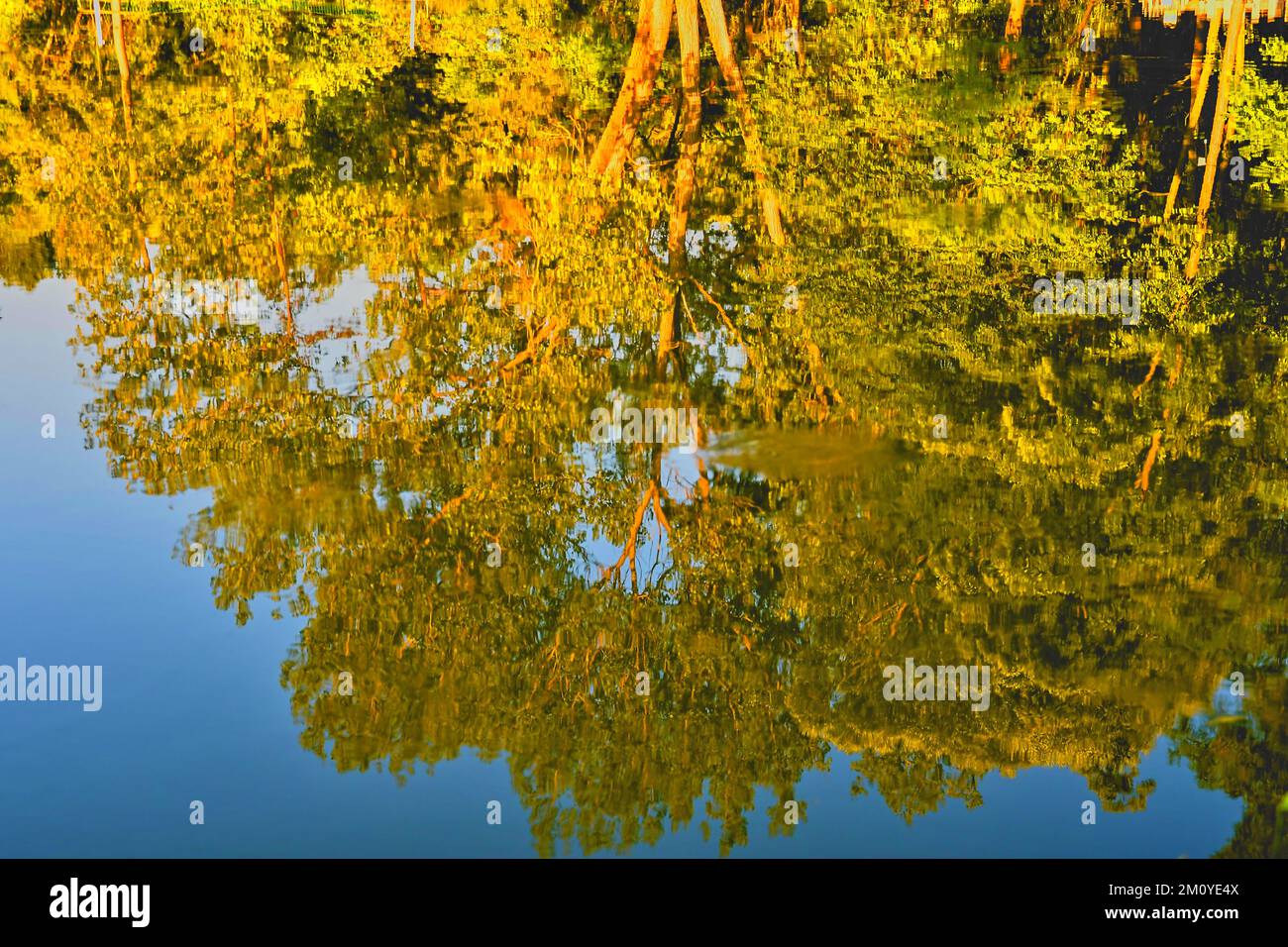 Trees reflection on lake or pond. Golden hour, orange sunset time Stock ...