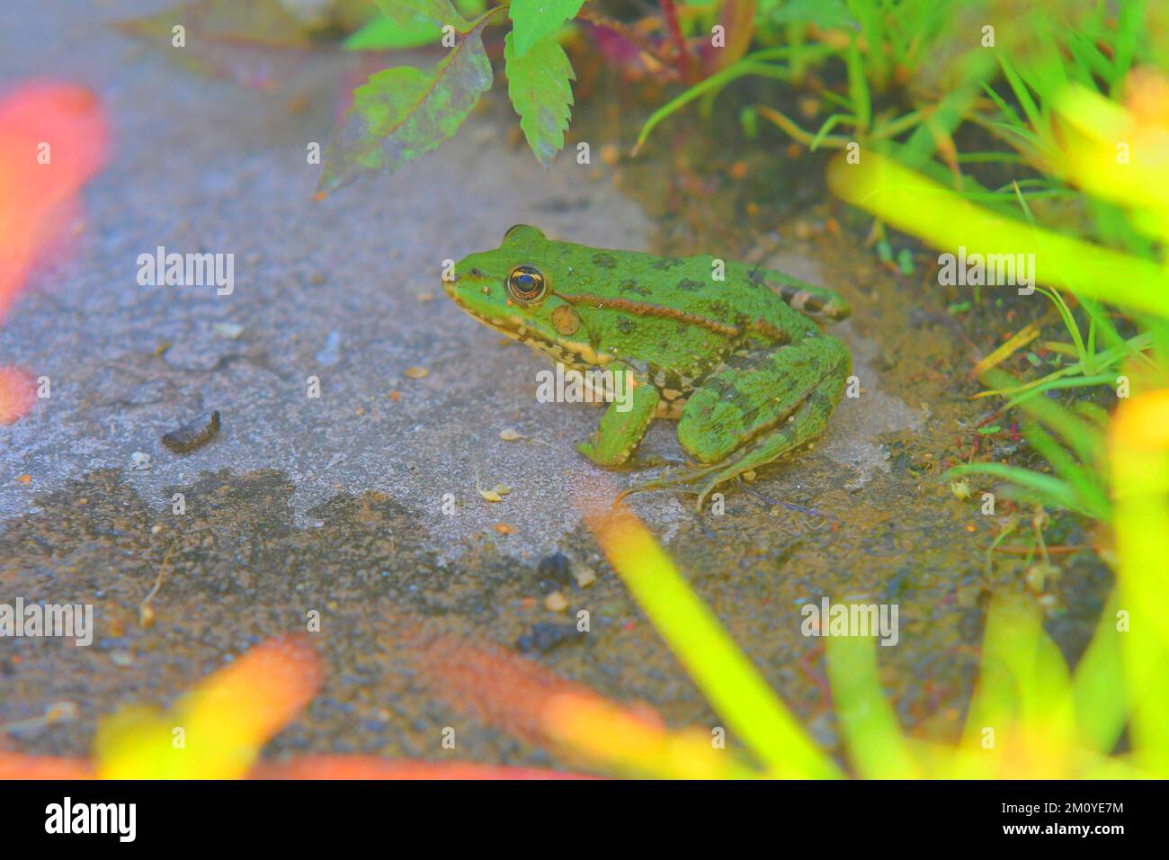 A green edible frog, also known as the Common Water Frog. Adult frog ...
