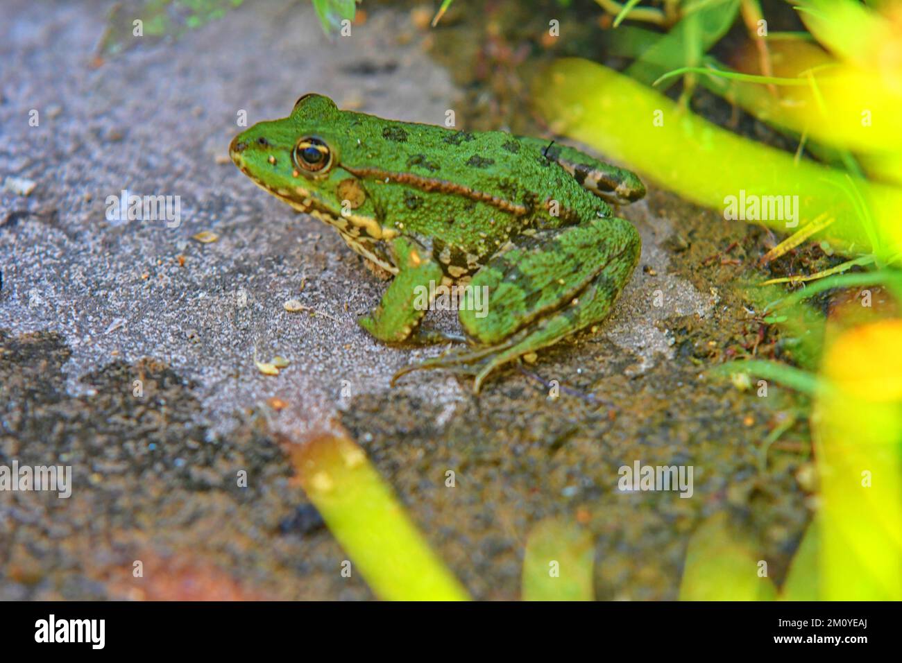 A green edible frog, also known as the Common Water Frog. Adult frog ...