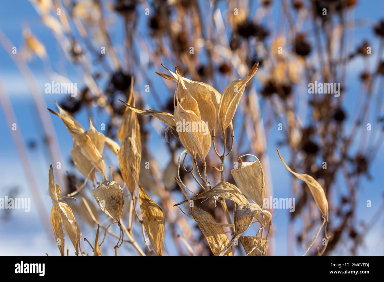 Close up abstract texture view of winter dried and faded swamp milkweed ...