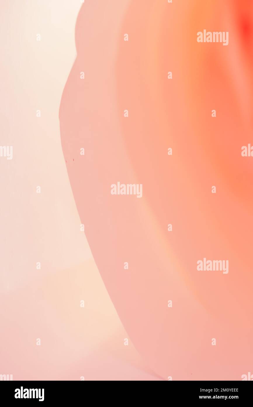 Wallpaper abstract with pink gradient.Pink layers abstract background ...