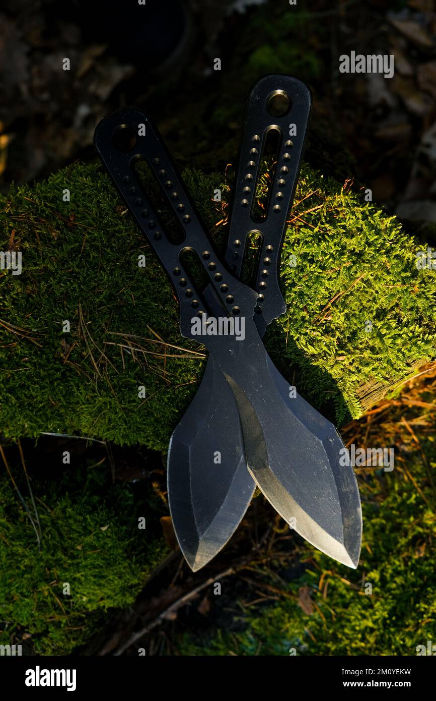 Black throwing knives on a stump in a sunny forest.Sport and hobby ...