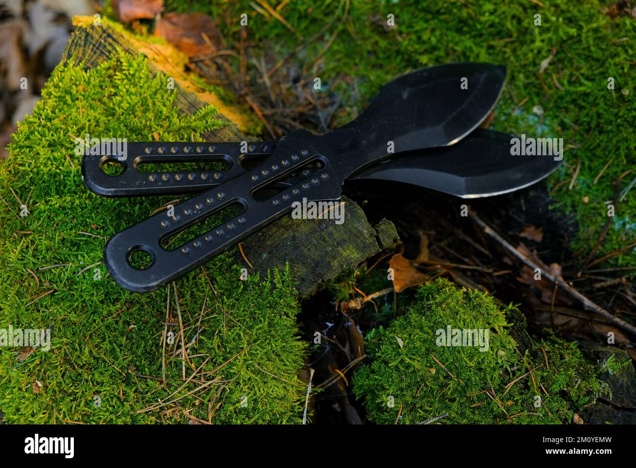 throwing knives on a mossy stump .Sport and hobby Stock Photo - Alamy