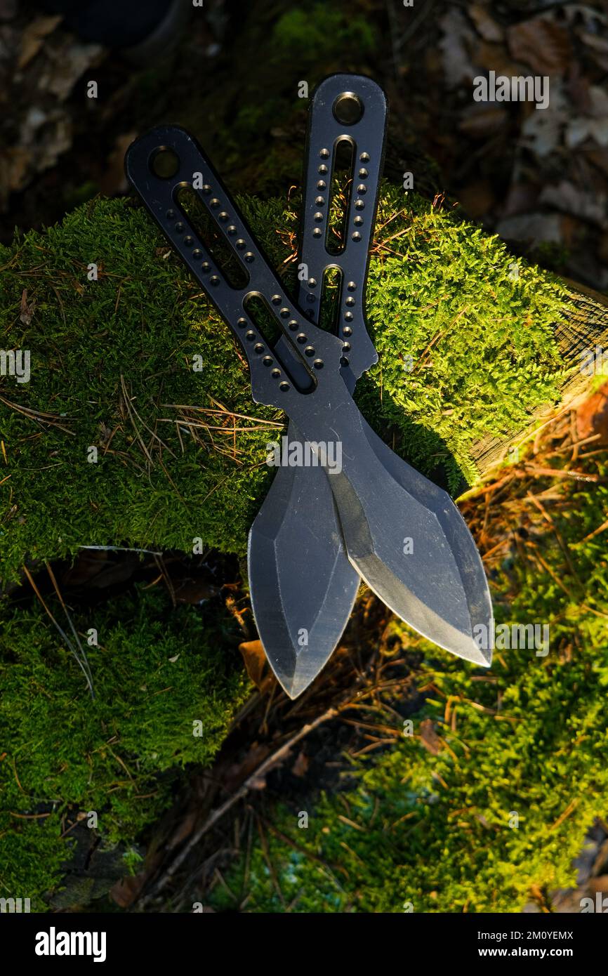 Black throwing knives on a mossy stump .Sport and hobby .Outdoor sports ...