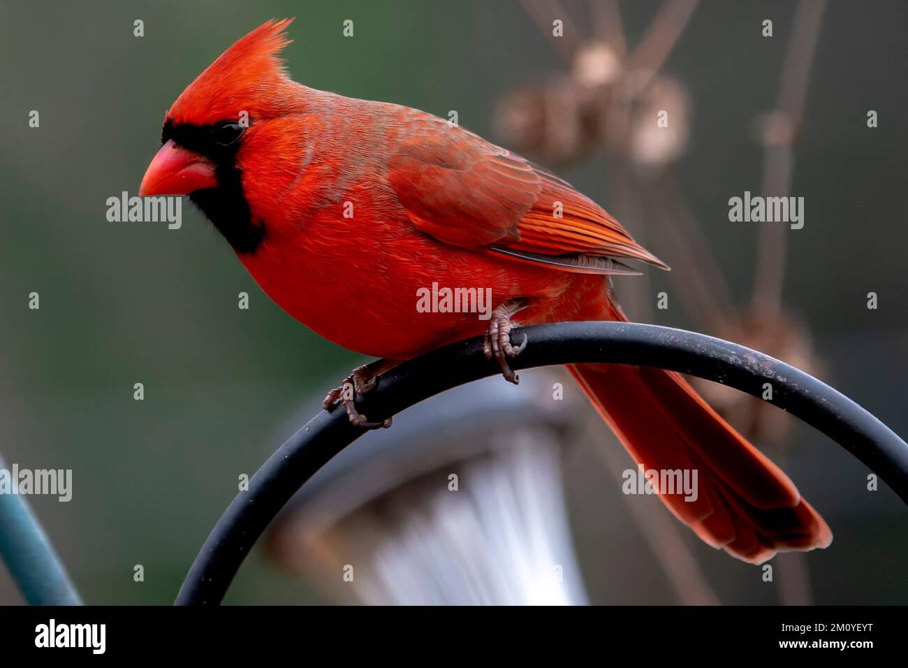 Red bird on a metal bar Stock Photo - Alamy