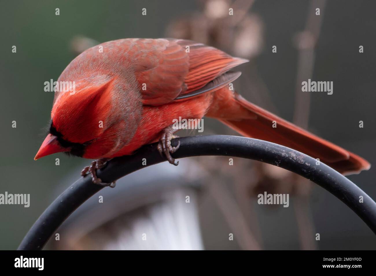 Red bird on a metal bar Stock Photo - Alamy