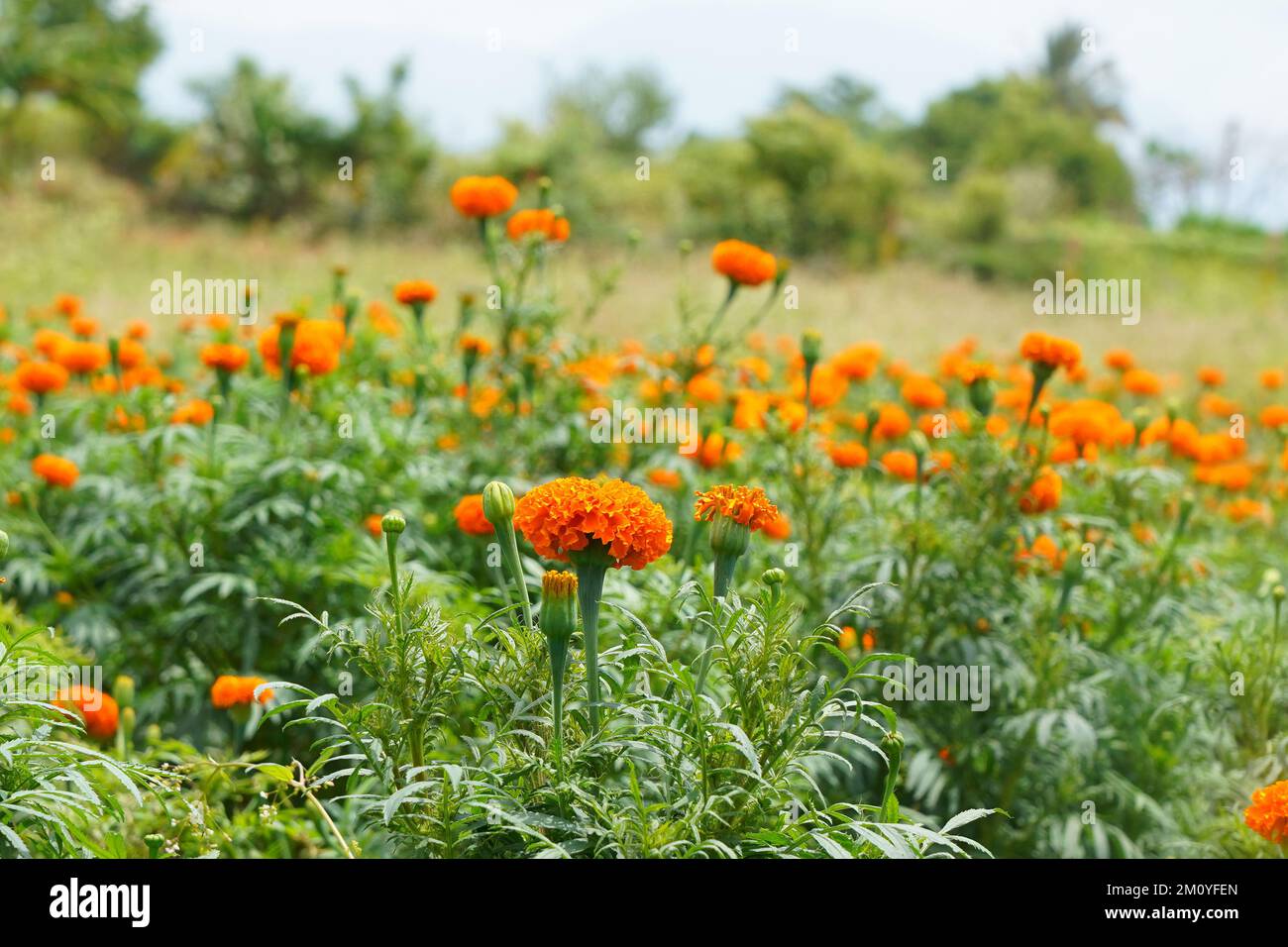 Flowers wildflowers orange yellow flora beautiful hi-res stock ...