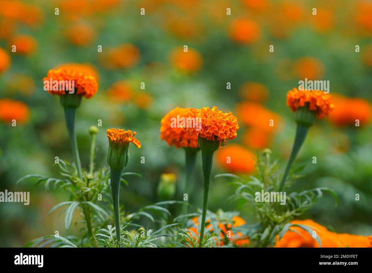 beautiful orange yellow flowers in a garden Stock Photo - Alamy