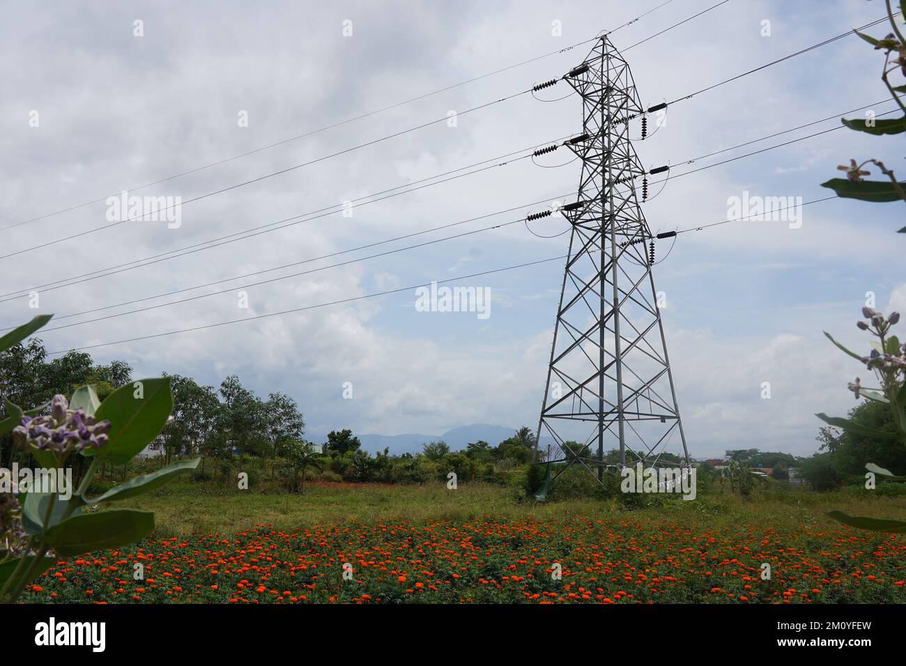 power lines crossing through farmland Stock Photo - Alamy