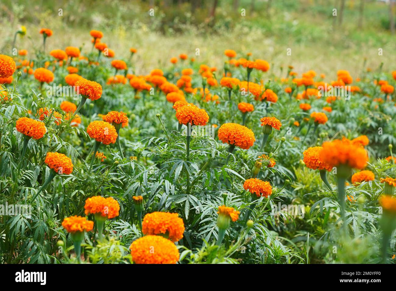beautiful orange yellow flowers in a garden Stock Photo - Alamy