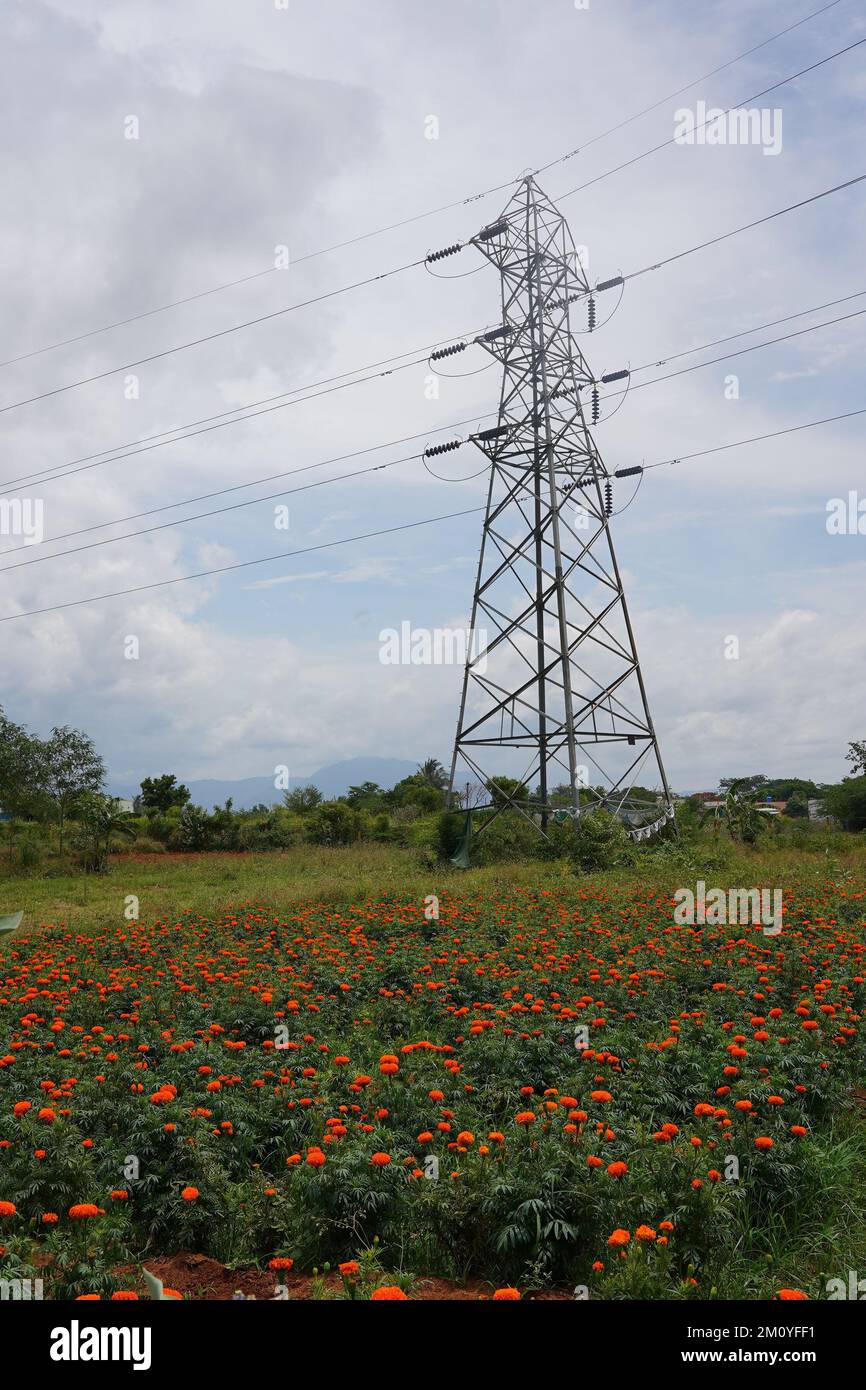 power lines crossing through farmland Stock Photo - Alamy