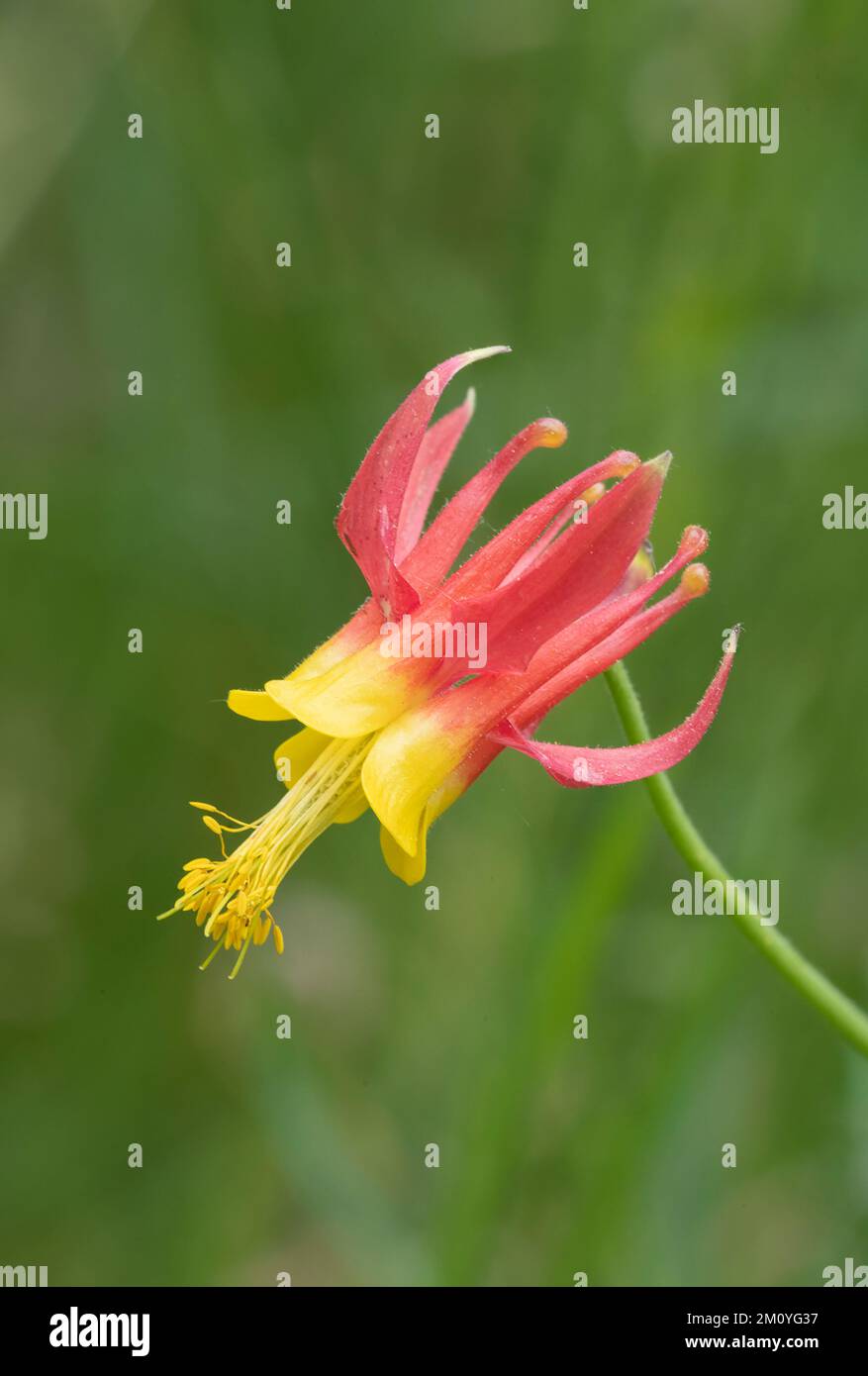 Columbine aquilegia sp flowers hi-res stock photography and images - Alamy