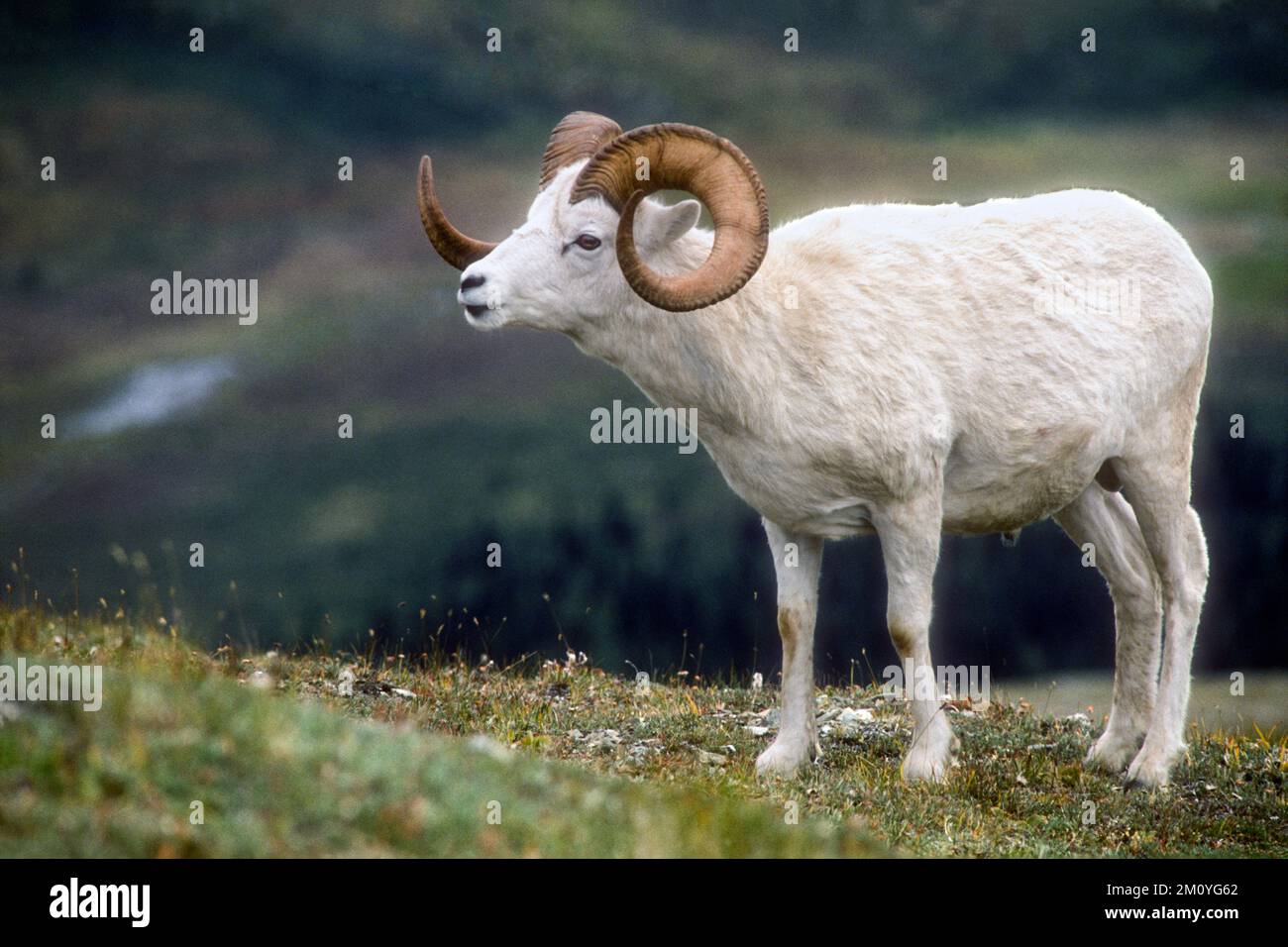 North America; United States; Alaska; Denali National Park; Wildlife ...