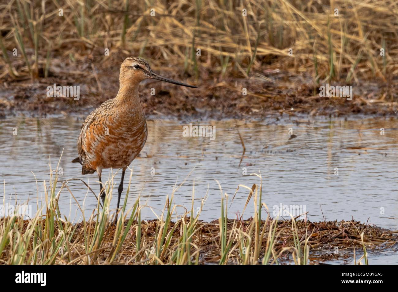 North America; United States; Alaska; Brooks Range Mountains pond edge ...