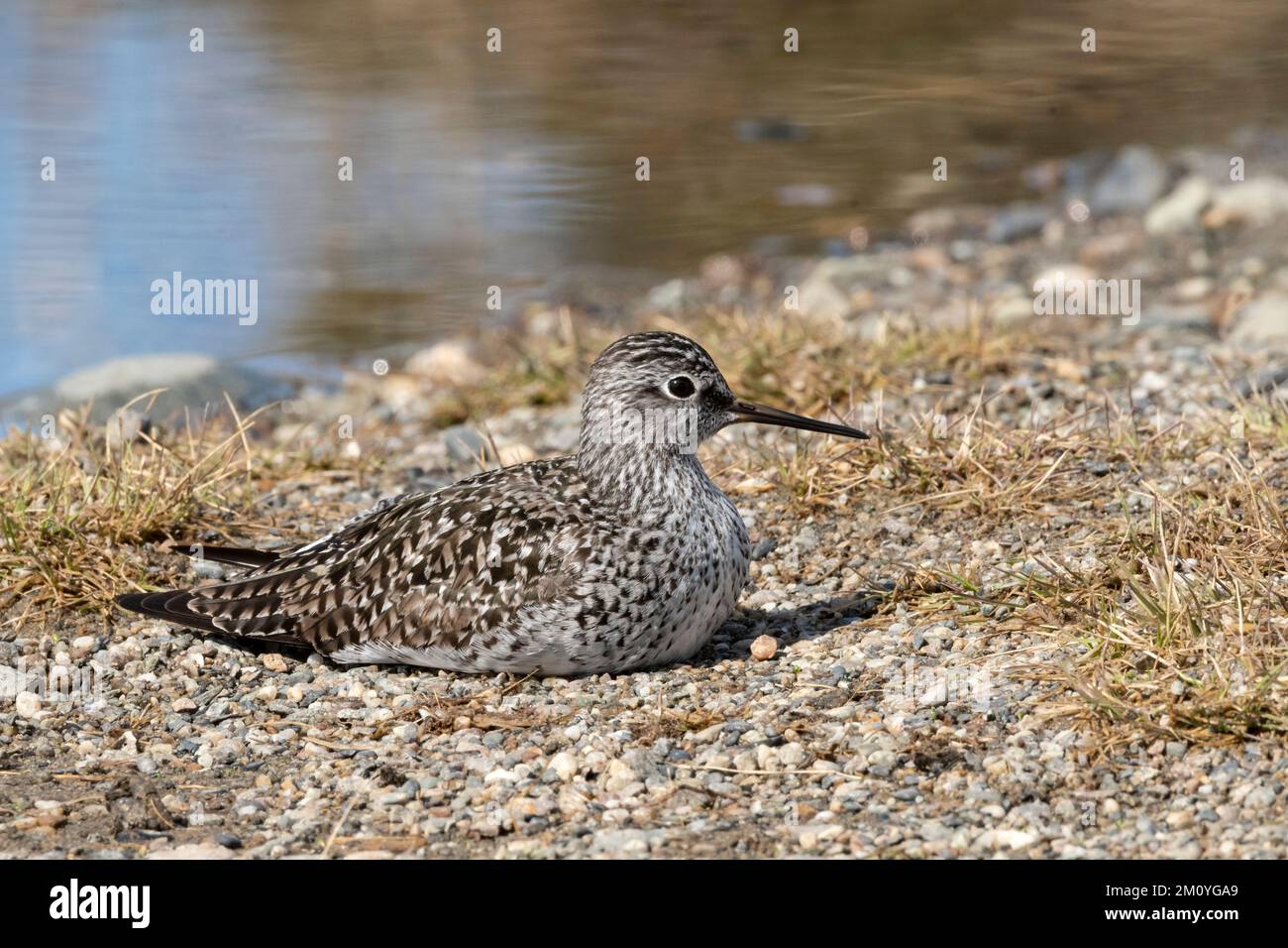 North America; United States; Alaska; Alaska Range Mountais pond edge ...