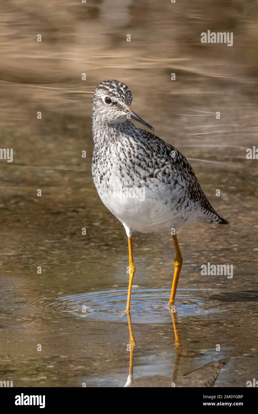Alaska range mountais pond edge hi-res stock photography and images - Alamy