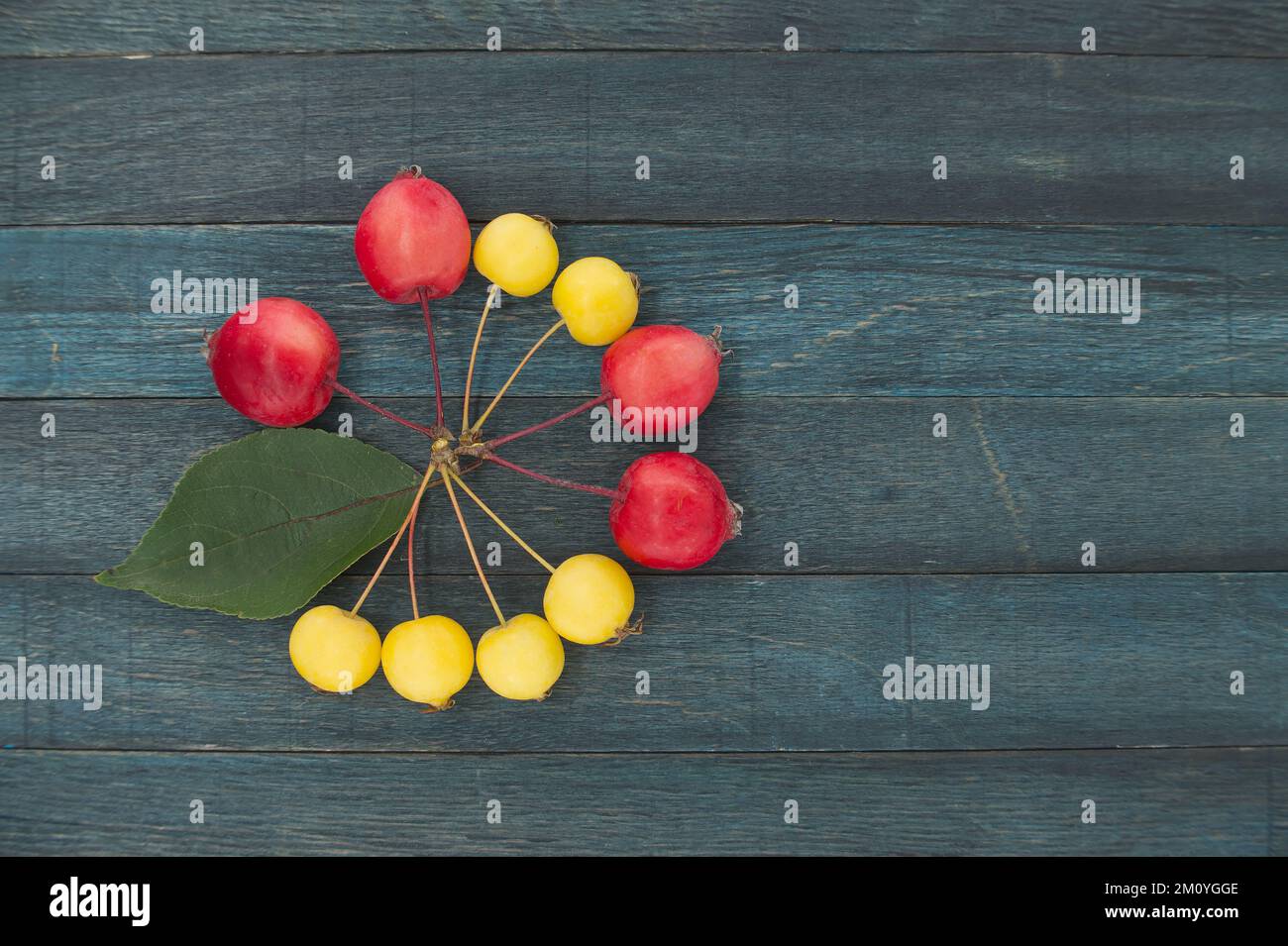 Yellow European crab apple or wild apple (Malus sylvestris) and red ...
