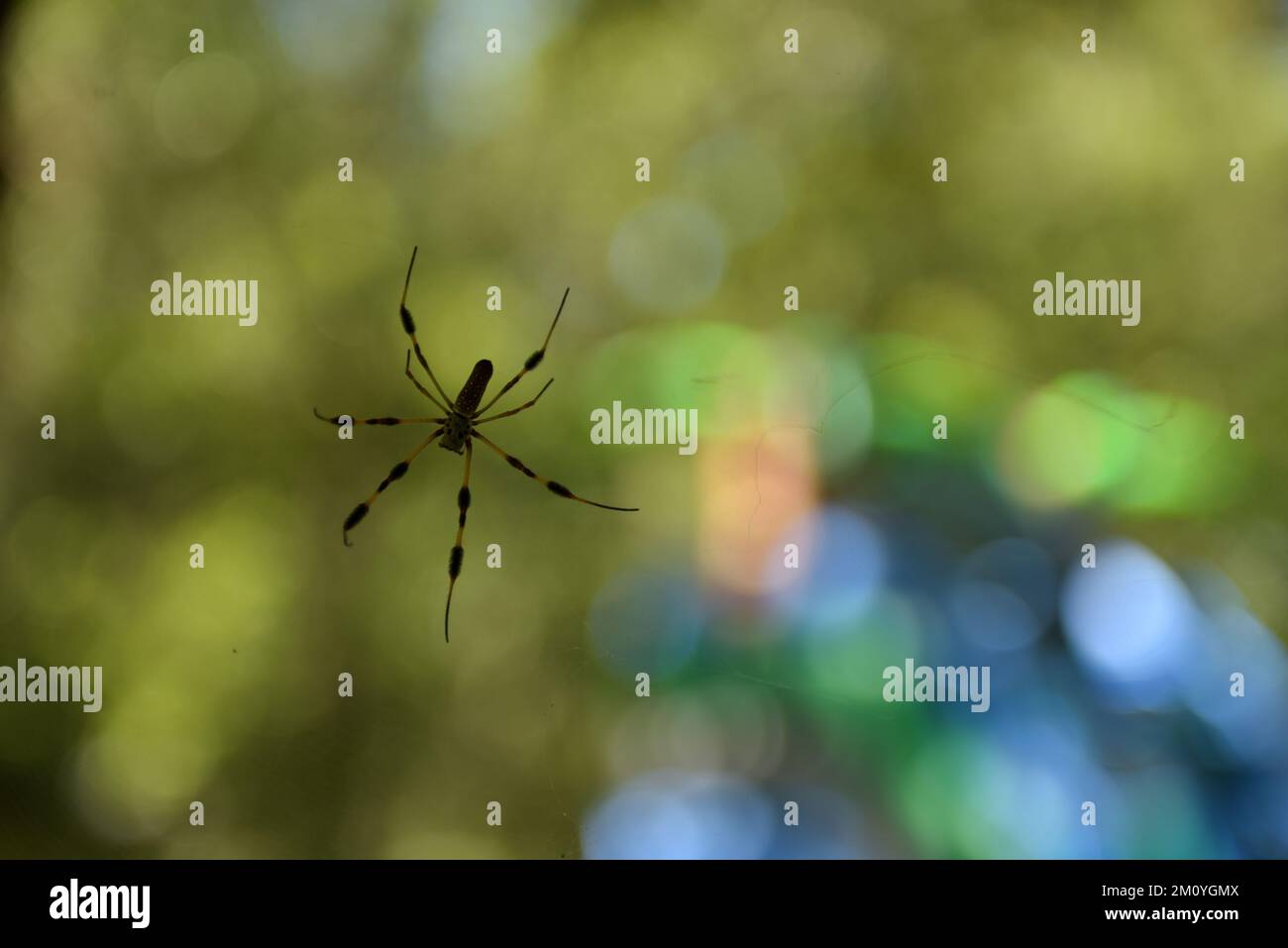 A closeup of creepy spider against blurred background with bokeh lights ...