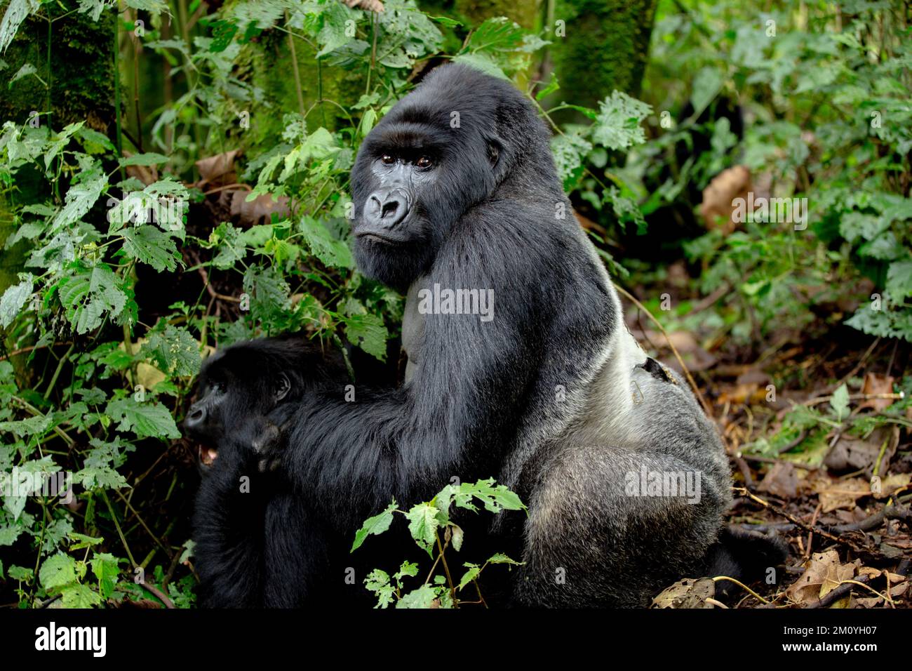 Primate reproduction hi-res stock photography and images - Alamy
