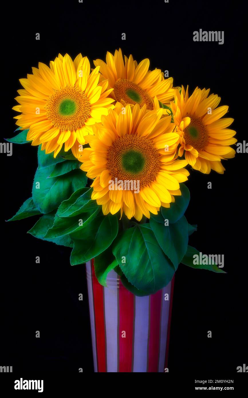 Four sunflowers hi-res stock photography and images - Alamy