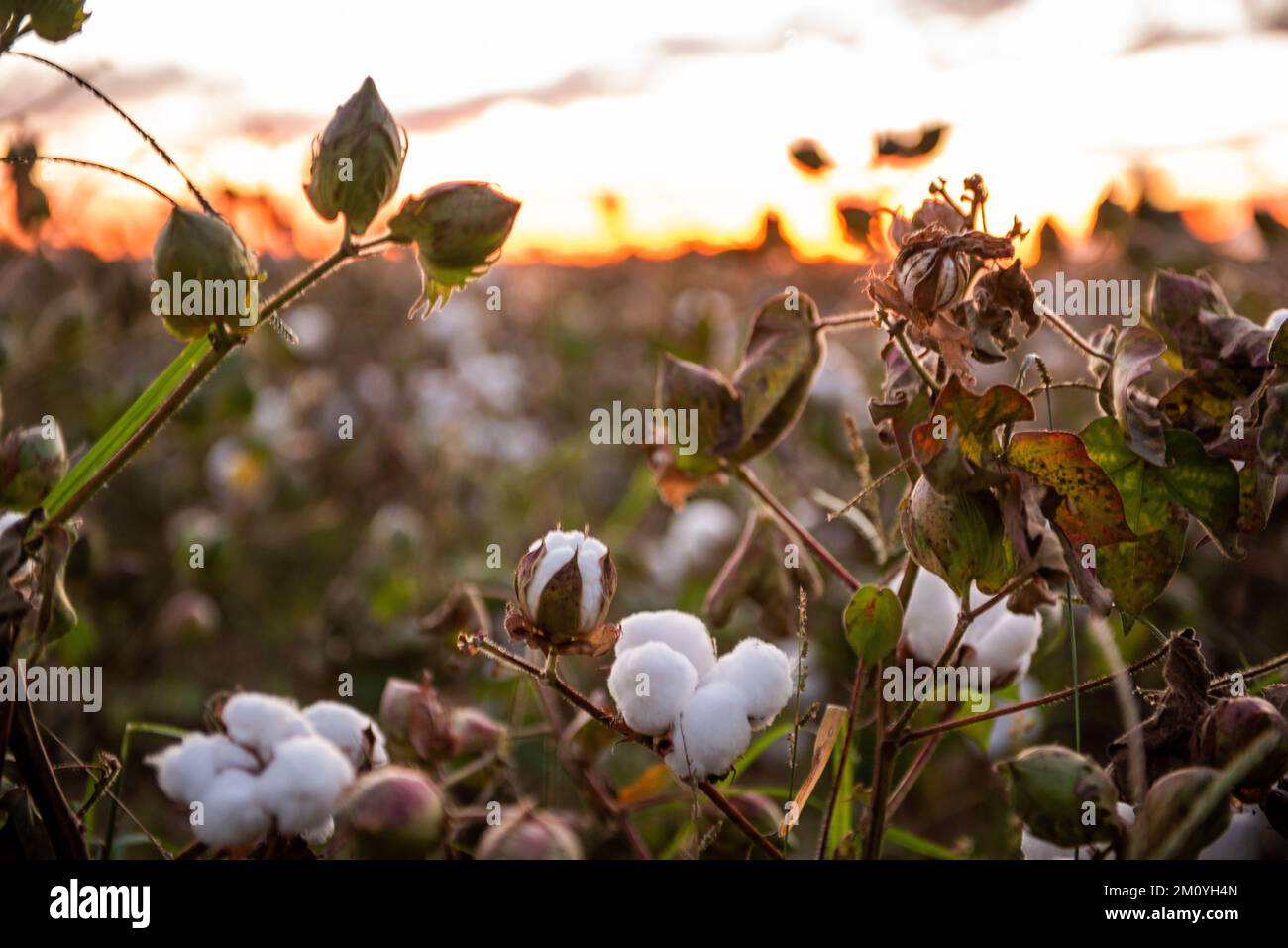 Species of cotton hi-res stock photography and images - Alamy