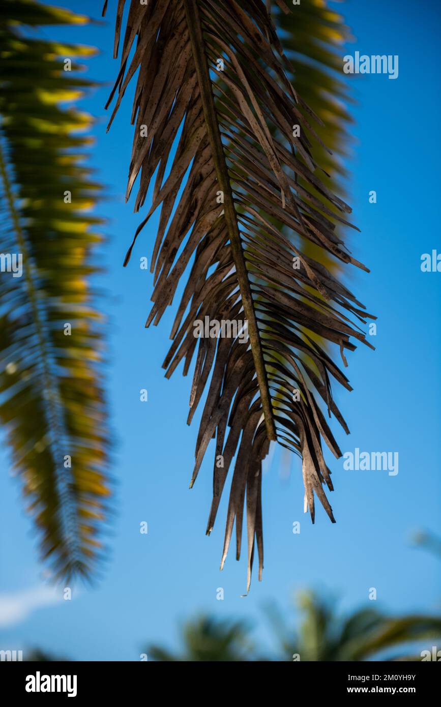 Green palm fronds against blue sky background Stock Photo - Alamy