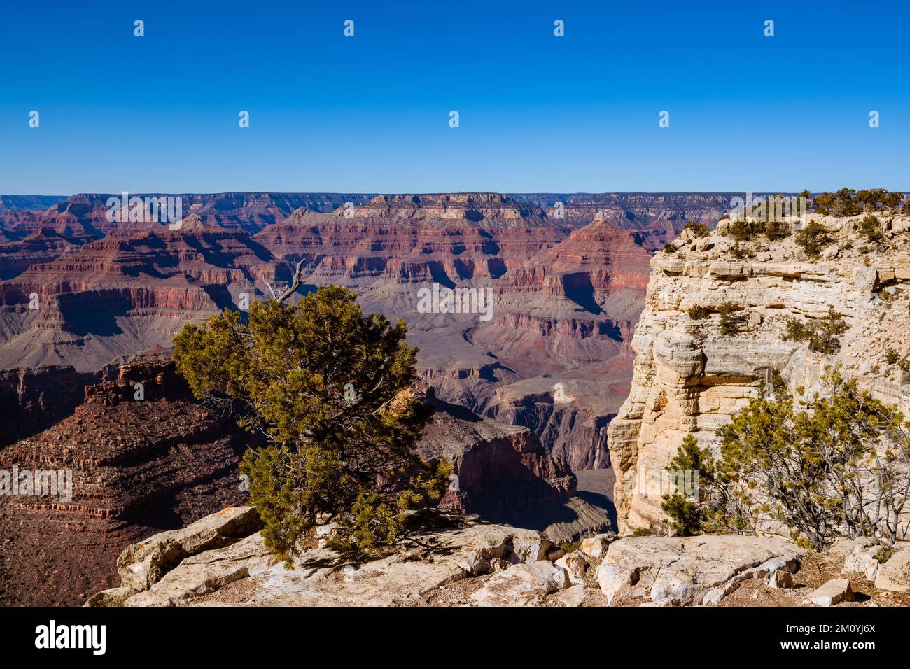 View of the Grand Canyon with juniper tree and rim in the foreground on ...