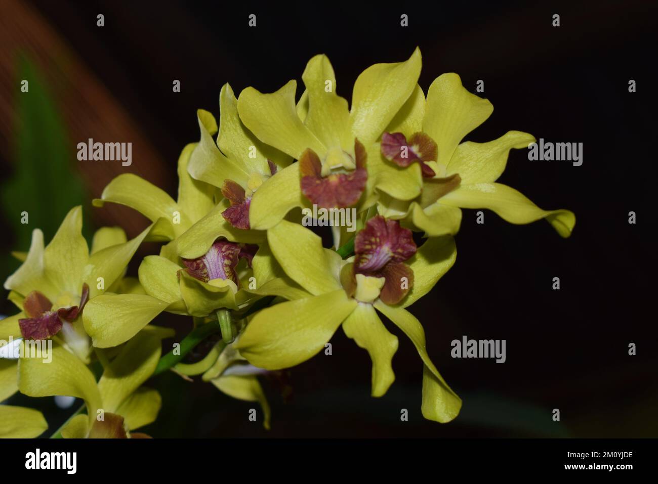 Beautiful Tiger Orchid Grammatophyllum Speciosum Flowers In The Yard Of The House Also Called