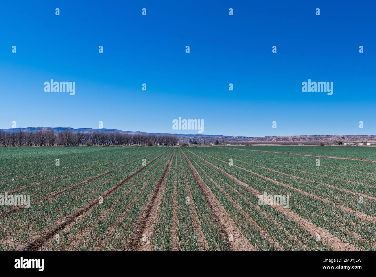 Agricultural farm scene of a crop of onions growing in rows in a field ...