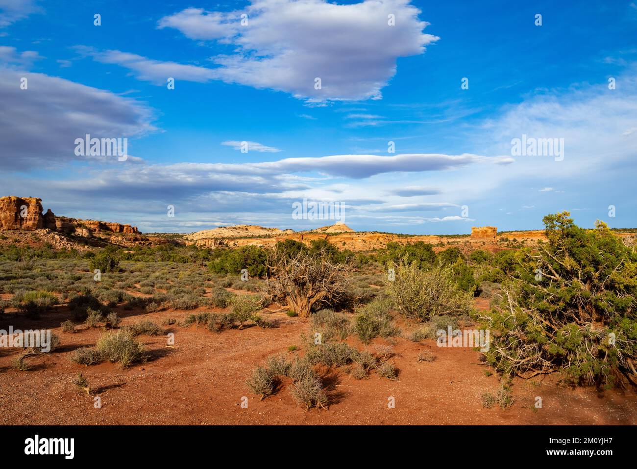 Pinon pine hi-res stock photography and images - Alamy