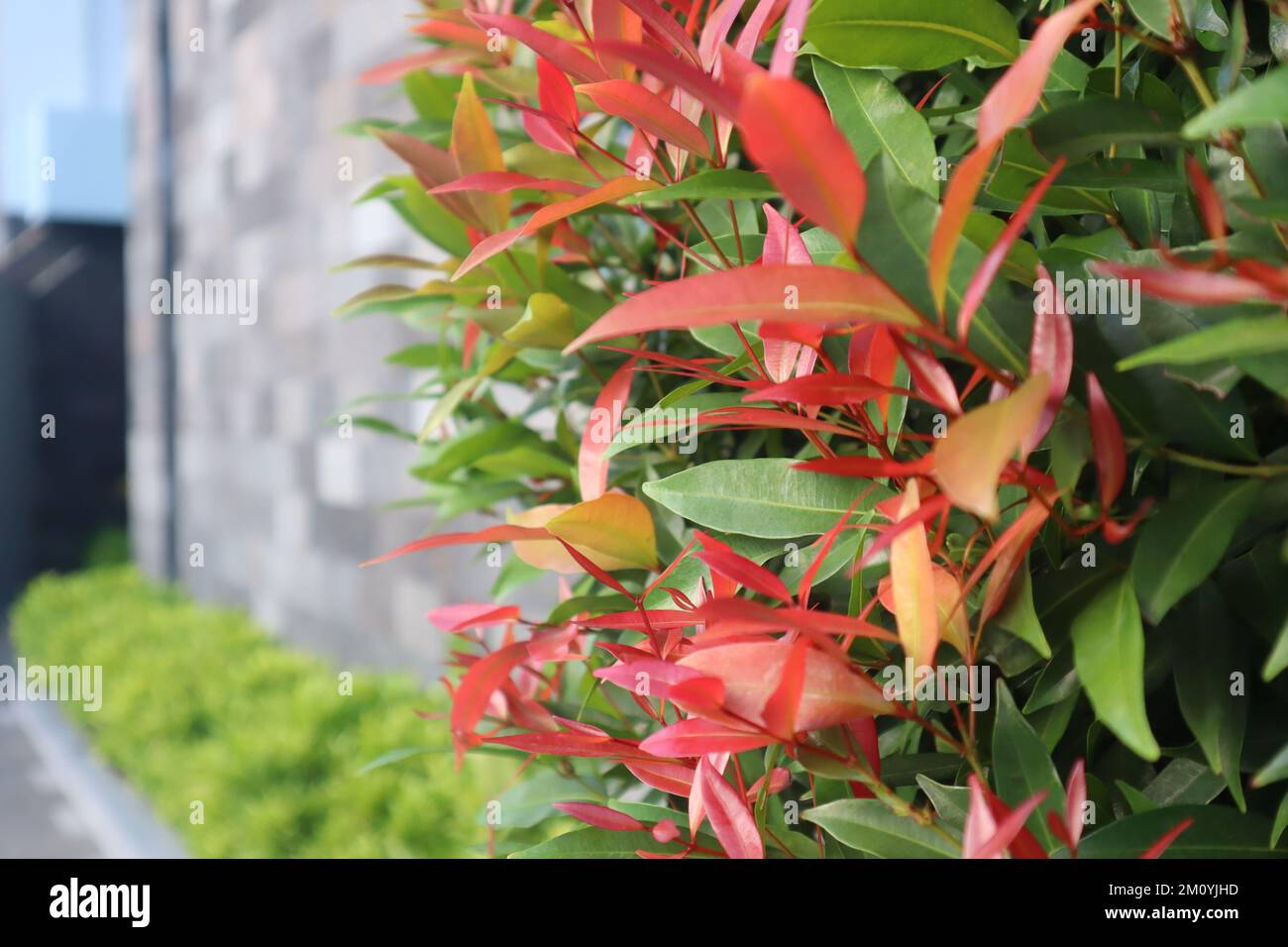 Close up photo of red bud flower, empty space to write quotes or ... Close up photo of red bud flower, empty space to write quotes or ...