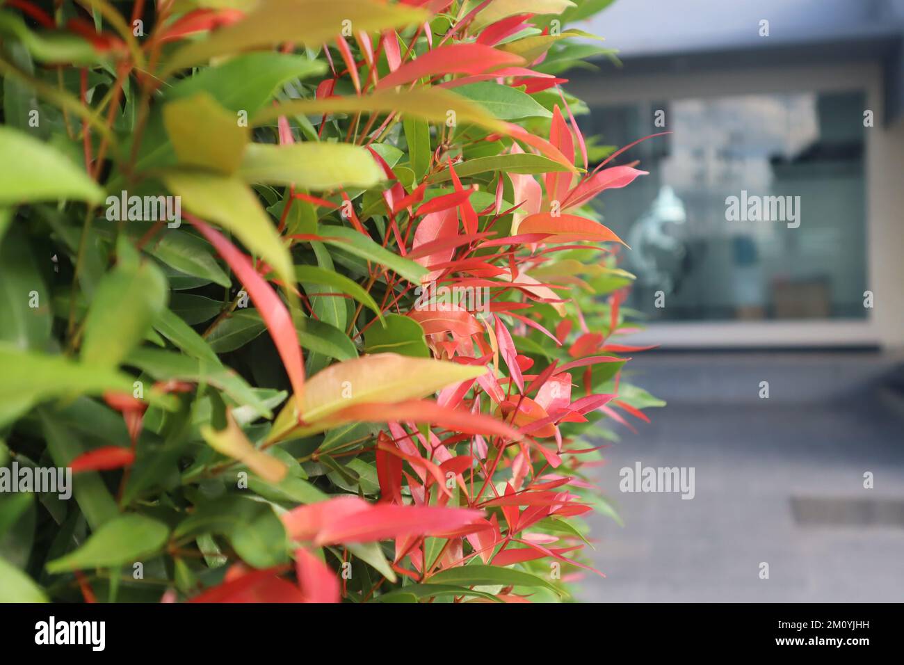 Close up photo of red bud flower, empty space to write quotes or ... Close up photo of red bud flower, empty space to write quotes or ...