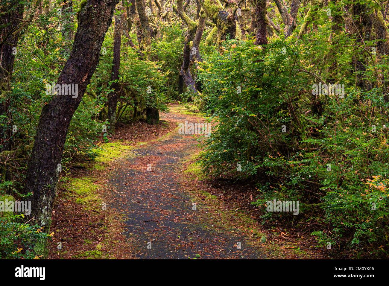 Path curving through a forest of green shrubs under gnarled, moss ...