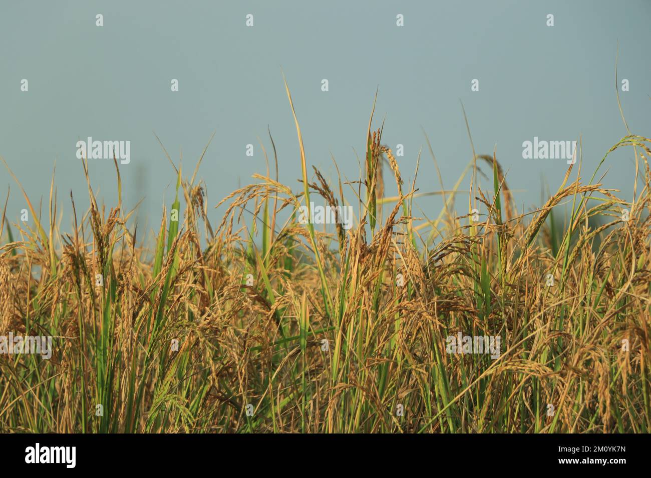 Mature rice in rice field, The rice fields are under the blue sky. The ...