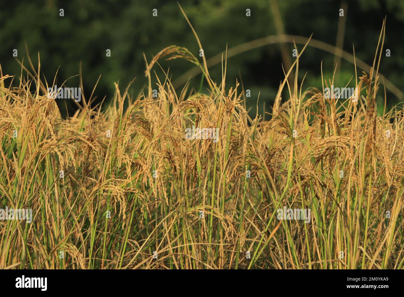 The rice plant with the brown ears of rice is ready to cut Stock Photo ...
