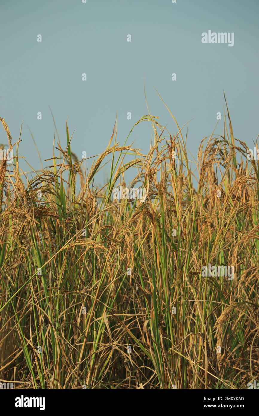 Ripe rice field and sky landscape on the farm Stock Photo - Alamy