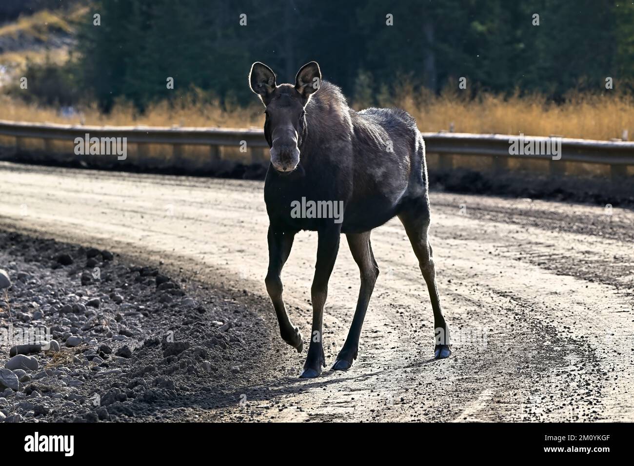 A cow moose "Alces alces", walking on dirt road in rural Alberta Canada ...