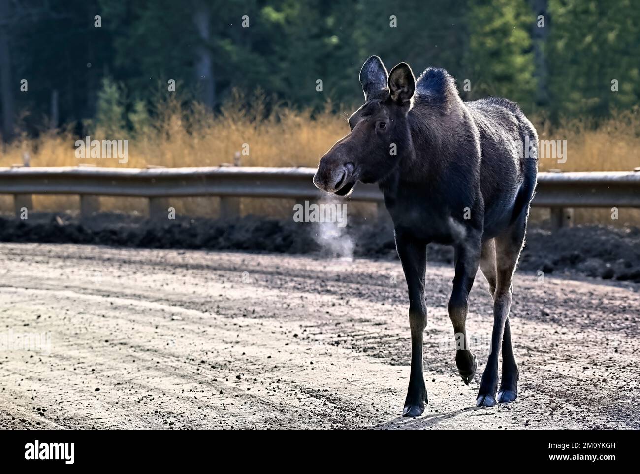 Moose canada hi-res stock photography and images - Alamy