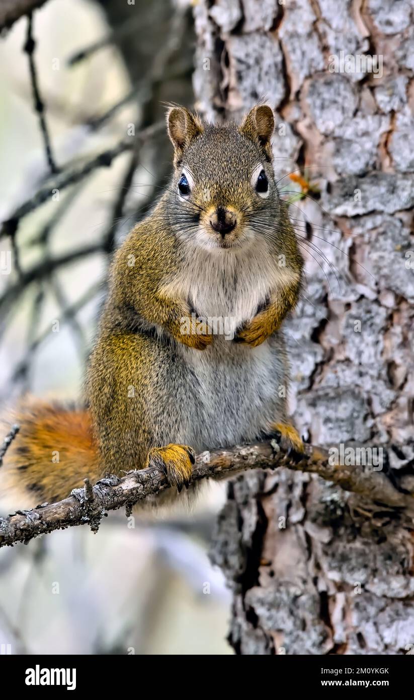 A vertical image of a red squirrel," Tamiasciurus hudsonicus", sitting ...