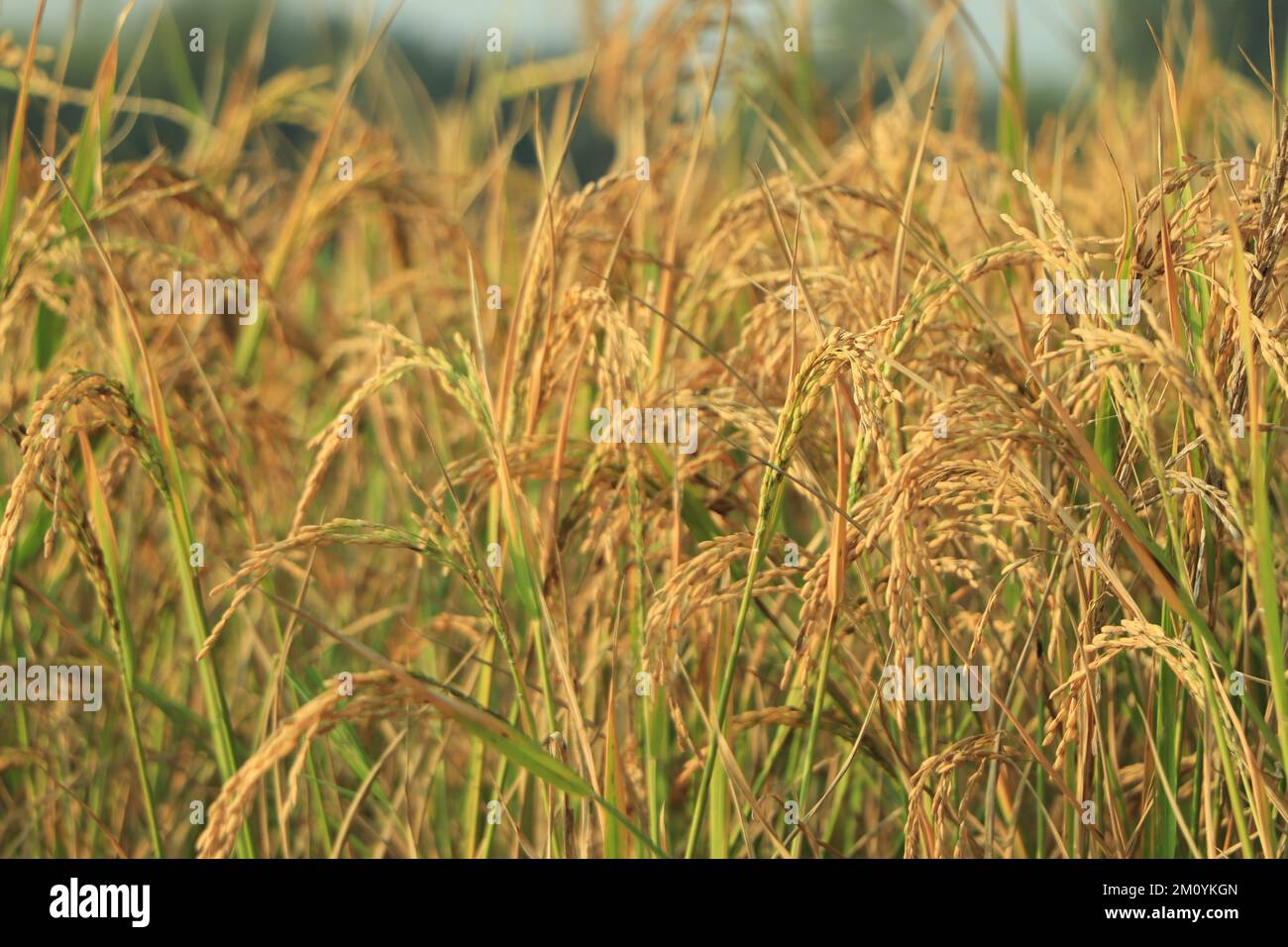 Rice in field and ready to cut Stock Photo - Alamy