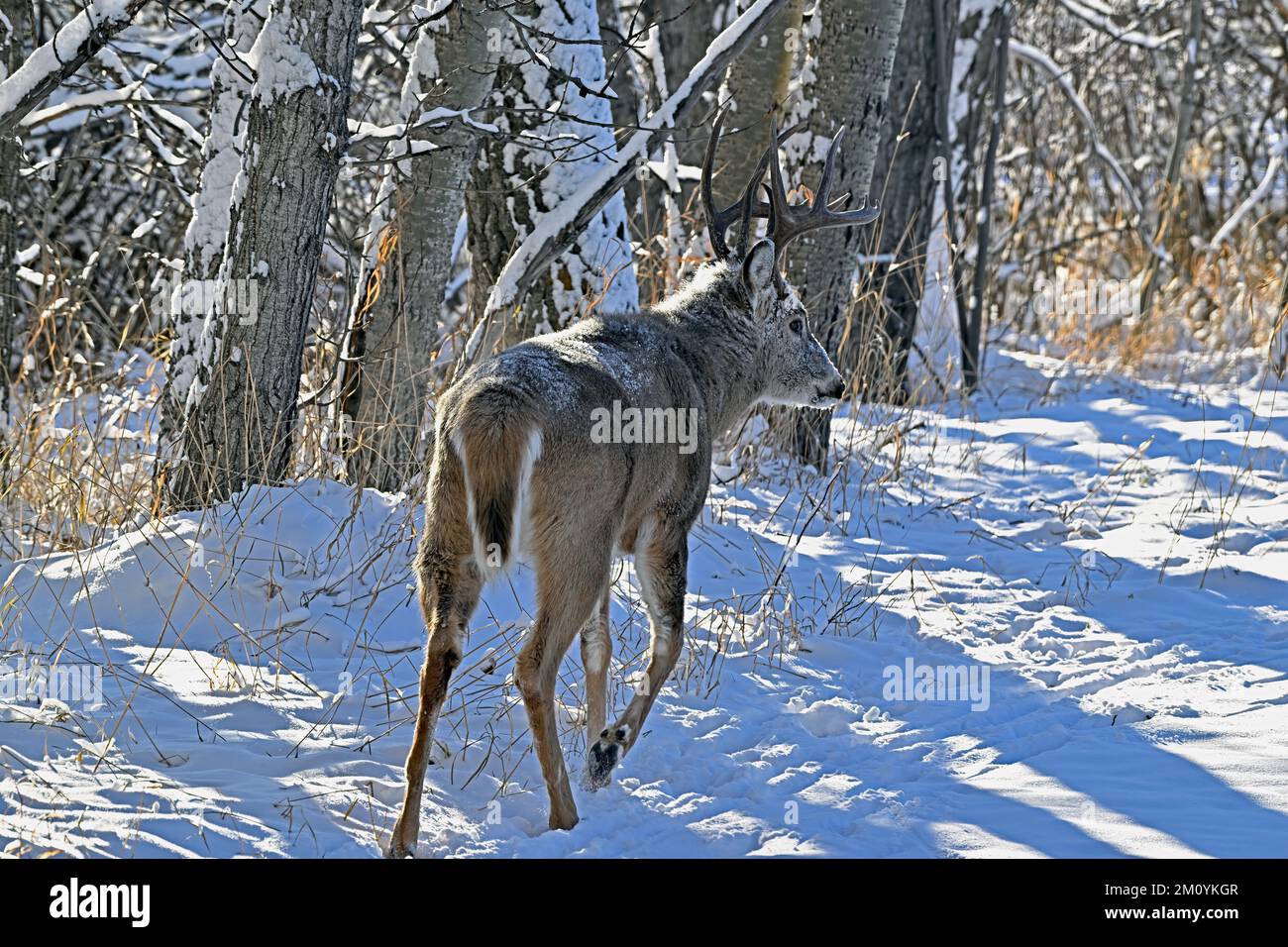 White tailed deer buck looking back hi-res stock photography and images ...