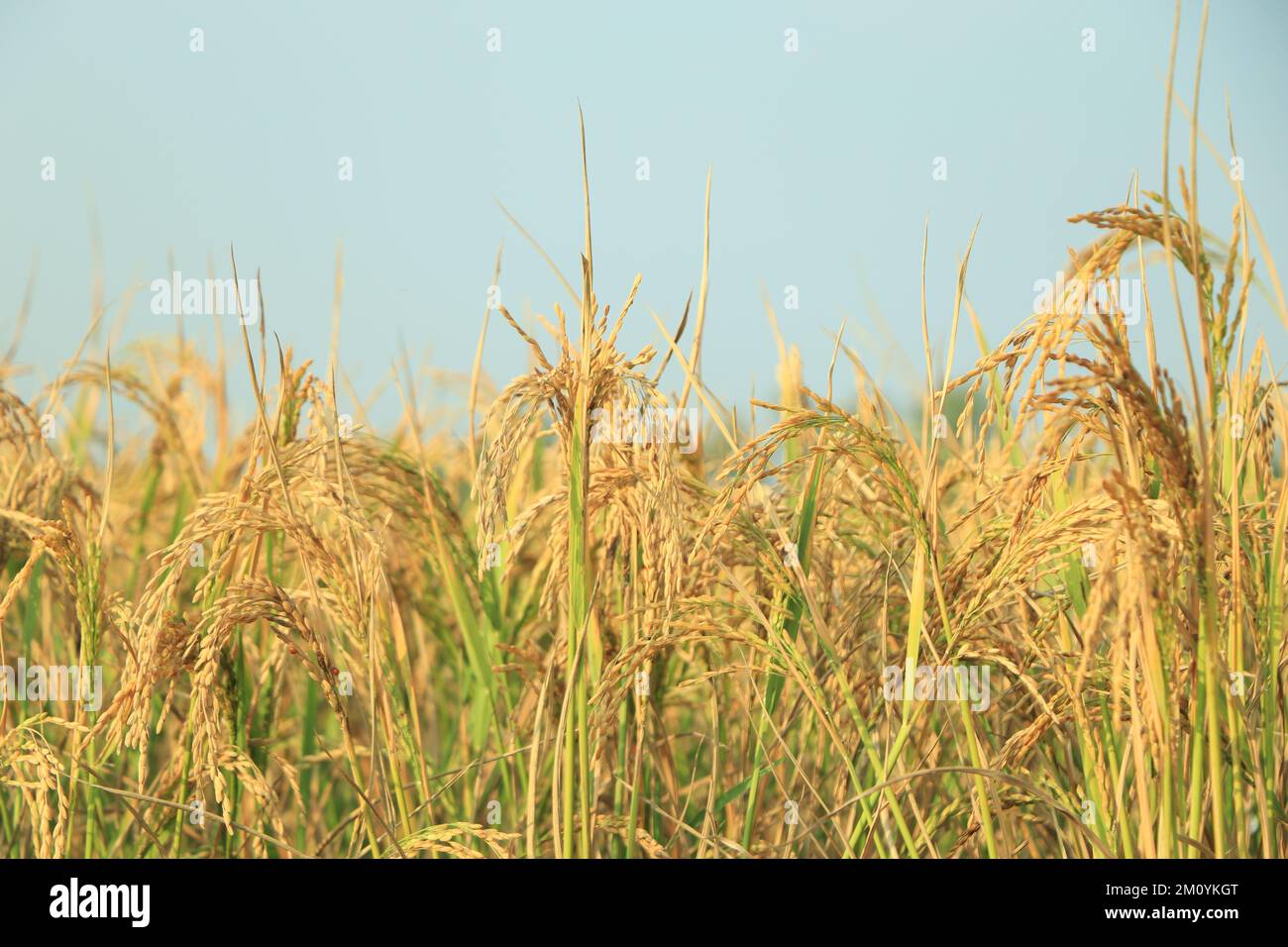 Ripe rice field and sky landscape on the farm Stock Photo - Alamy