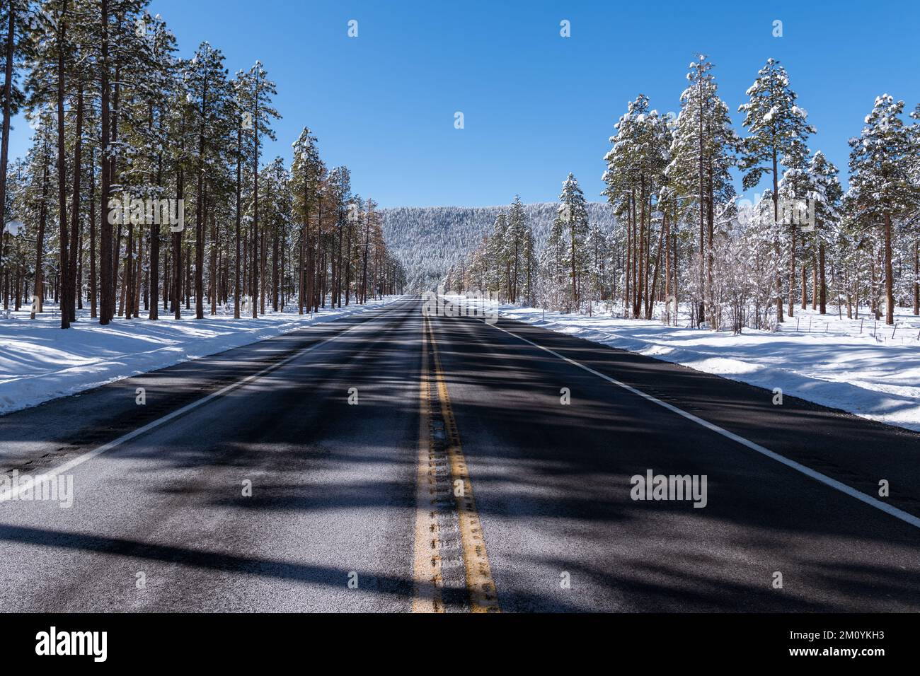 Straight highway through a forest of snow-covered ponderosa pines in ...