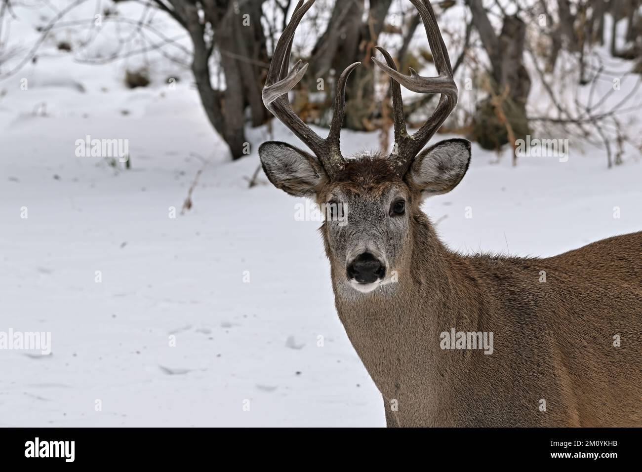 A portrait image of a wild buck white-tailed deer "Odocoileus ...
