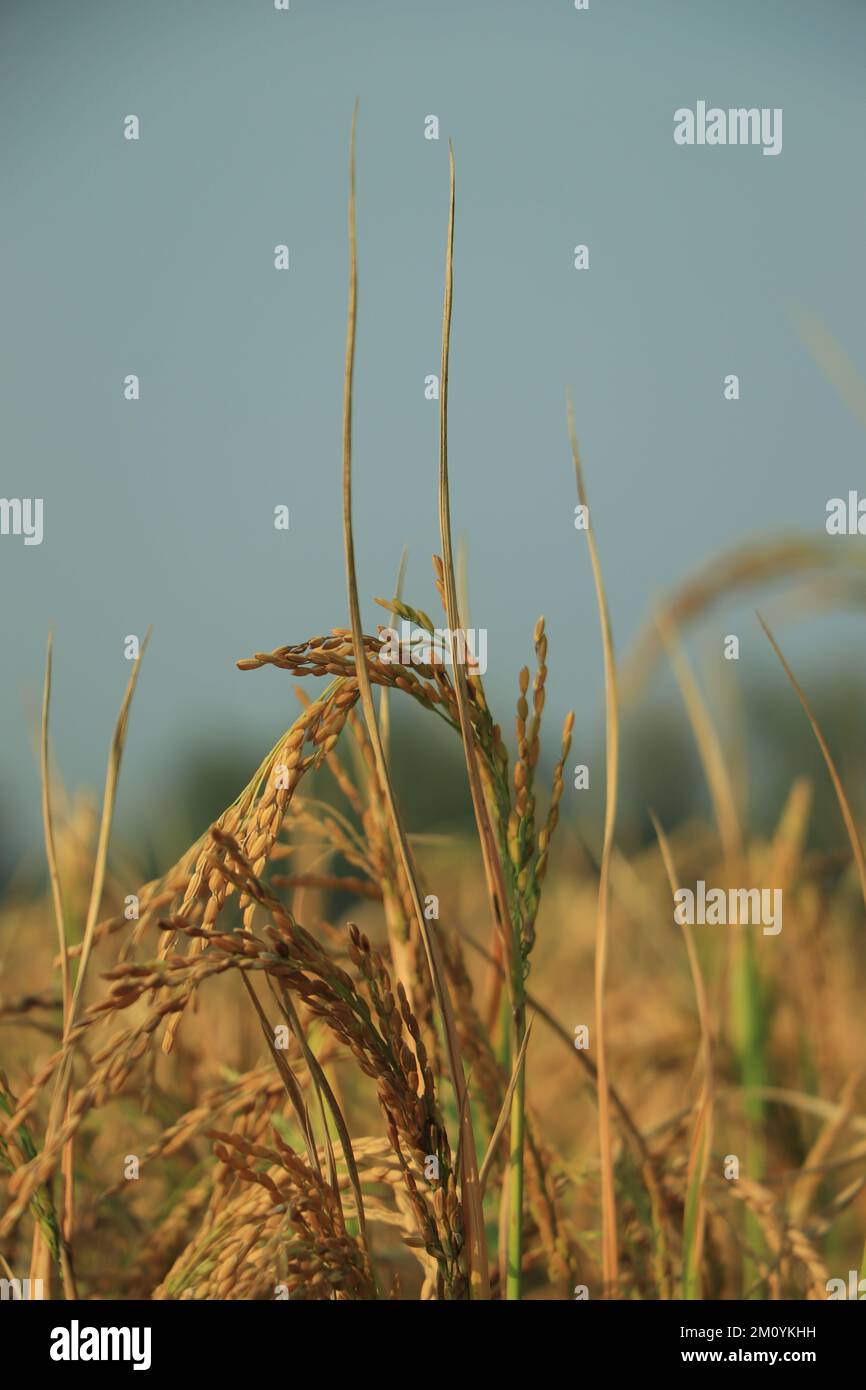 Ripe rice field and sky landscape on the farm Stock Photo - Alamy