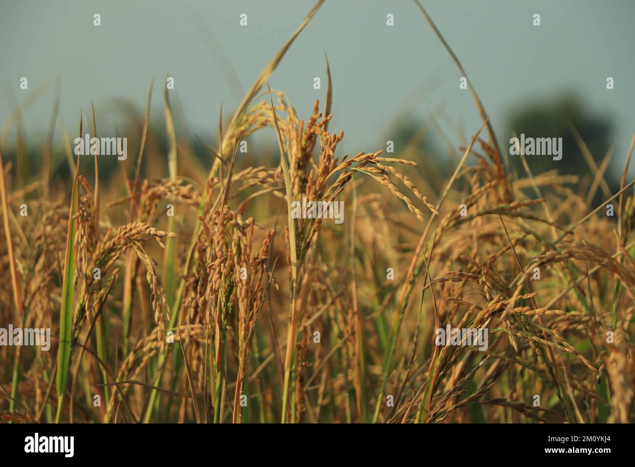 Rice spike in rice field Stock Photo - Alamy