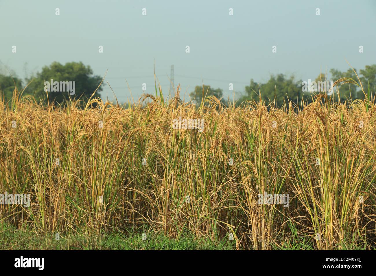 rice field in Beautiful sunrise Stock Photo - Alamy