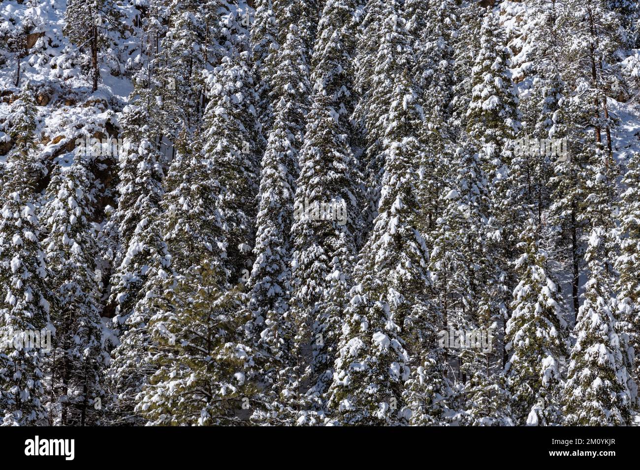 Snow-covered fir and spruce trees on a mountainside in Oak Creek Canyon ...