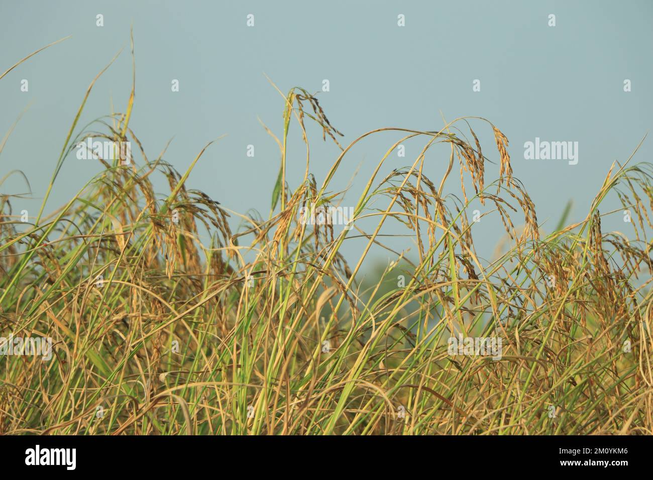 Golden mature rice in field and ready to cut Stock Photo - Alamy