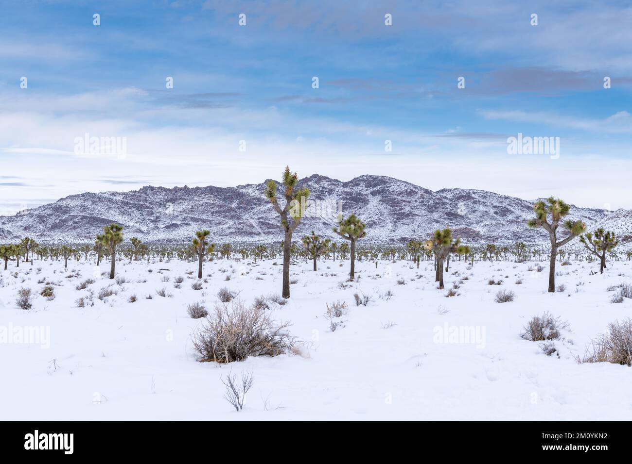Joshua trees and mountains in a snowy desert landscape in Joshua Tree ...